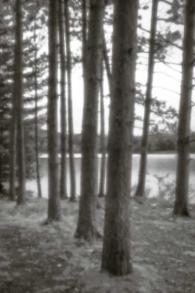 Cooper Lake pines II by Kelly Sinclair | Artwork Archive