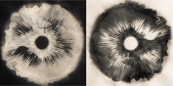 Spore print carbon copy by Kelly Sinclair | Artwork Archive