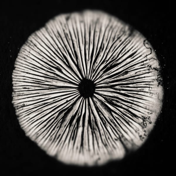 spore print XIV by Kelly Sinclair | Artwork Archive