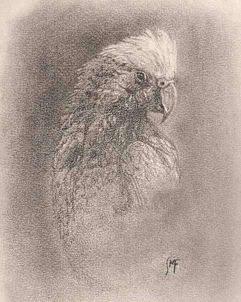 New Zealand Kaka by Susannah Fisher | Artwork Archive
