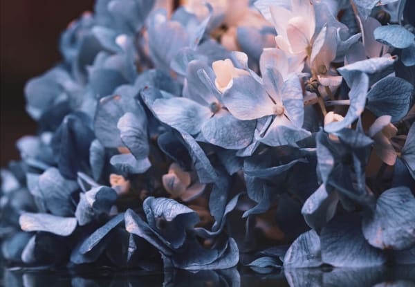 19 Hydrangea 01 from the collection of Baton Rouge General Arts in ...