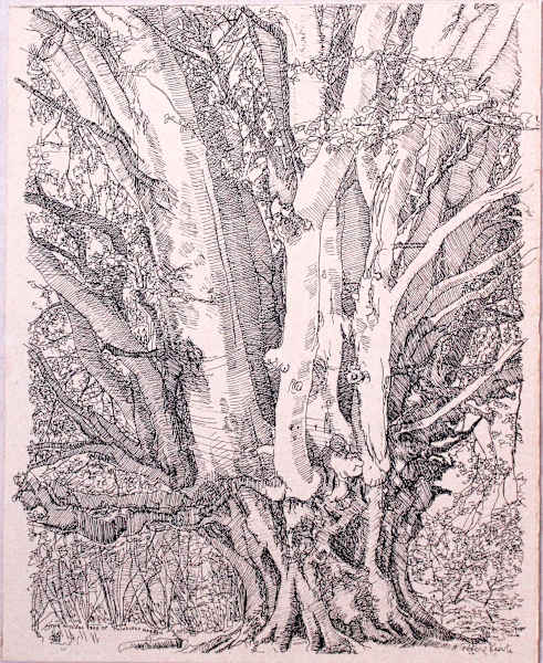 The Witches' Tree from the collection of Keate Family Arts Trust ...