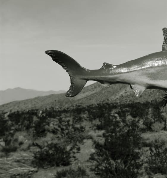 Unidentified Species, Shark: Nevada Desert from the collection of UNLV ...