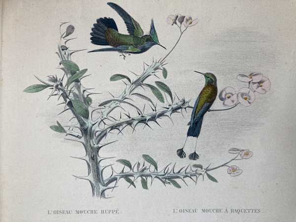 hand painted hummingbird bird engraving c. 1860's from the collection ...