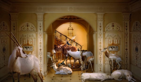 Collection Captive Splendor from LISA A. FRANK | Artwork Archive