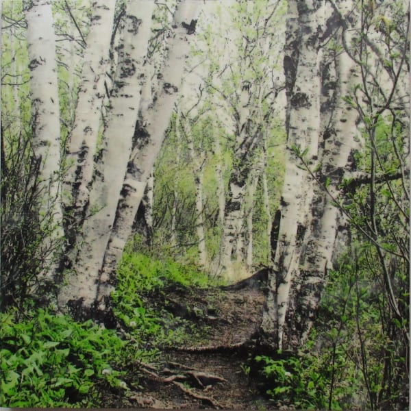 Birch Way by Carla Benjamin | Artwork Archive