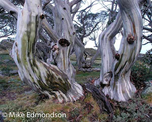 Collection Print Run: Mike Edmundson 50 x 75 canvases from Jindabyne ...