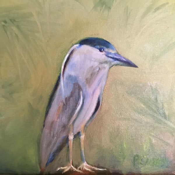 Black Crowned Night Heron by pamela callen | Artwork Archive