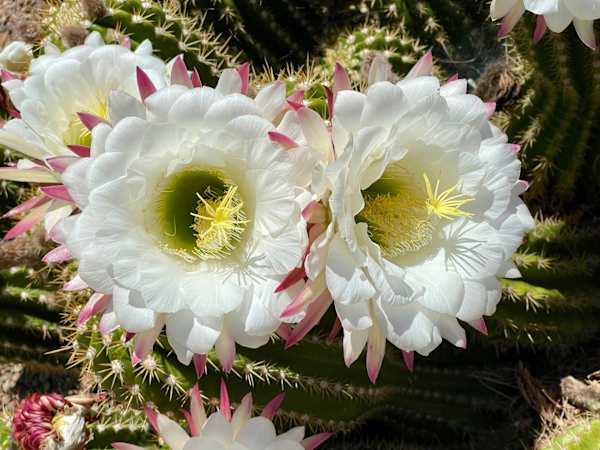 Cactus Blooms from the collection of TMC Healing Art Program | Artwork ...