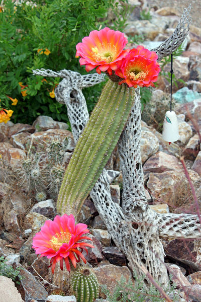 Red Argentine Hedgehog Cactus from the collection of TMC Healing Art ...