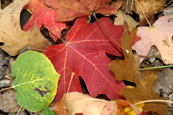 Fall from the collection of TMC Healing Art Program | Artwork Archive