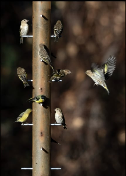 Finch Feeding Frenzy, Madera Canyon from the collection of TMC Health ...