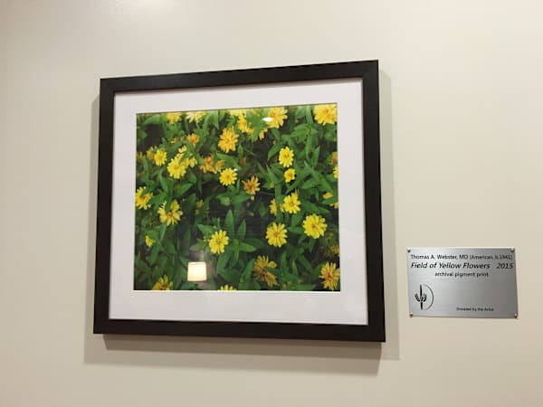 Field of Yellow Flowers from the collection of TMC Health Healing Arts ...