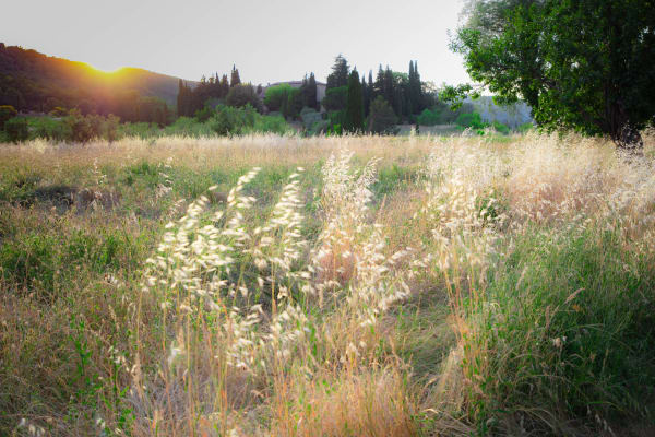 Field of Light from the collection of Center for Performing Arts ...