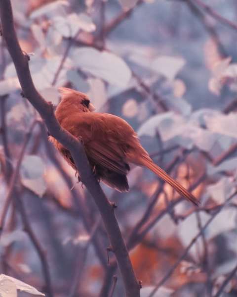 Cardinal on Infrared Film from the collection of Center for Performing ...