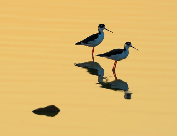 Stilts in a Golden Dawn by Michele McCormick | Artwork Archive