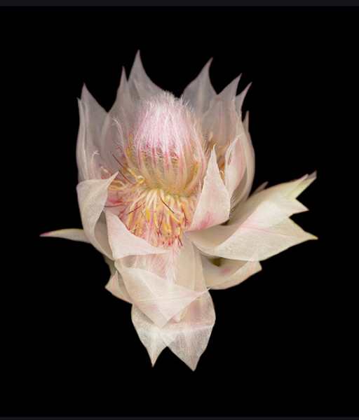 Blushing Bride from the collection of Villanova University Art ...