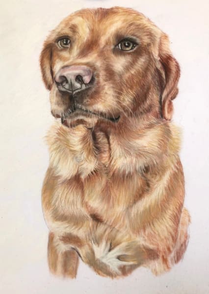 Barney Red Labrador (Commission) by Ally Tate | Artwork Archive