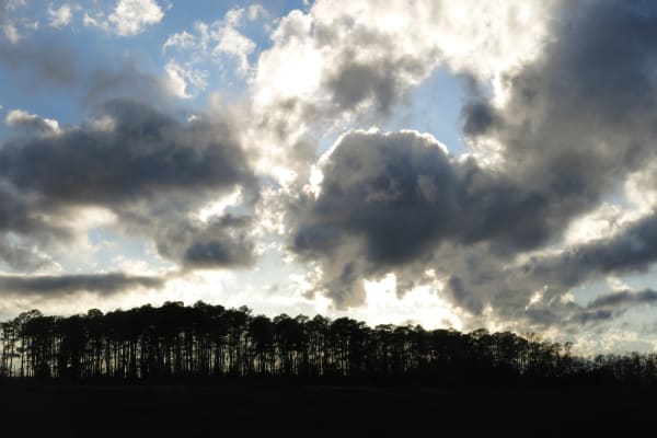 Untitled (Trees with clouds) from the collection of Erin Haney ...