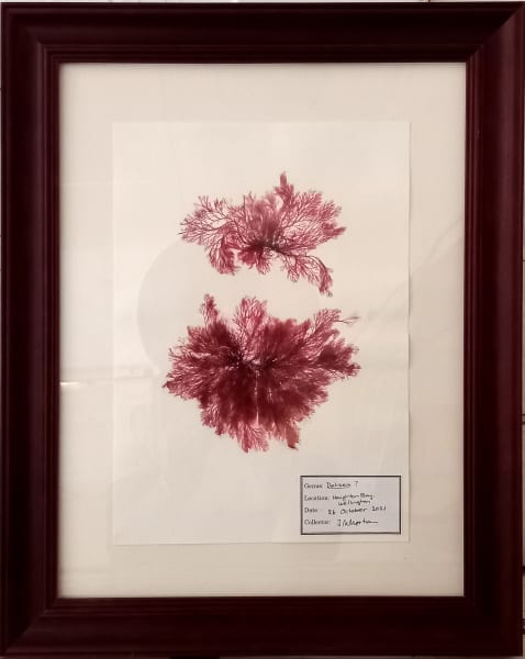 Delesia 1 by Simon King | Artwork Archive