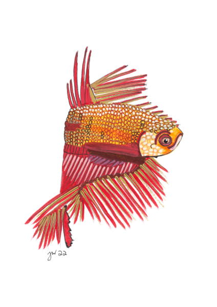 Ruby fighting fish by Jenny Wood | Artwork Archive