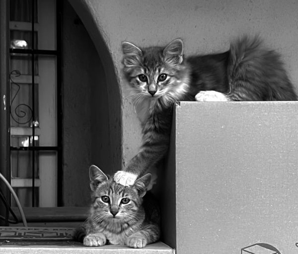 Sisters from the exhibition 2024 - Black, White, or Grey | Artwork Archive