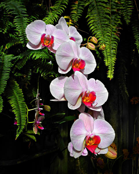 Edge of the Light from the exhibition 2024 Botanical | Artwork Archive