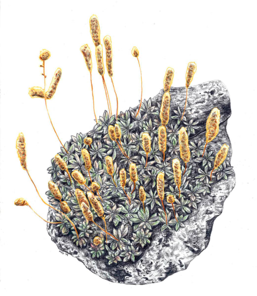 Mat Rock Spiraea from the exhibition 2024 Botanical | Artwork Archive