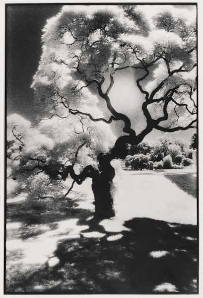 Japanese Split Leaf Maple at Lyndhurst from the exhibition Order ...