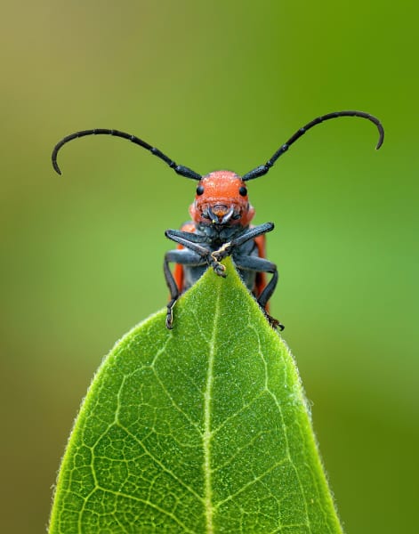 The Milkweed Beetle from the exhibition Nature Homage: A Nat'l Juried ...