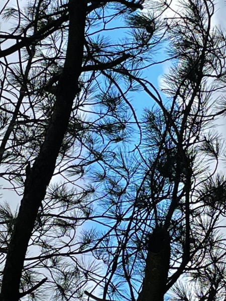 Blue Cedar Tree by Susan D'souza | Artwork Archive