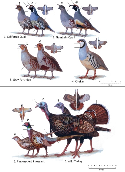 Quail, Partridges and Pheasants of Utah from the exhibition 2022 Juried ...