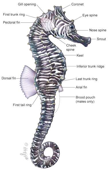 Seahorse Anatomy from the collection of Guild of Natural Science ...