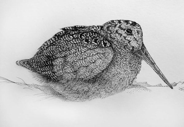 Timberdoodle from the collection of Guild of Natural Science ...