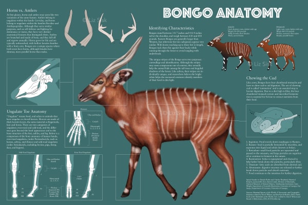Bongo Anatomy from the collection of Guild of Natural Science ...