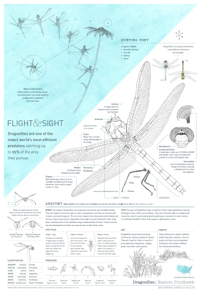 The Flight and Sight of Dragonflies from the exhibition 2022 Juried ...