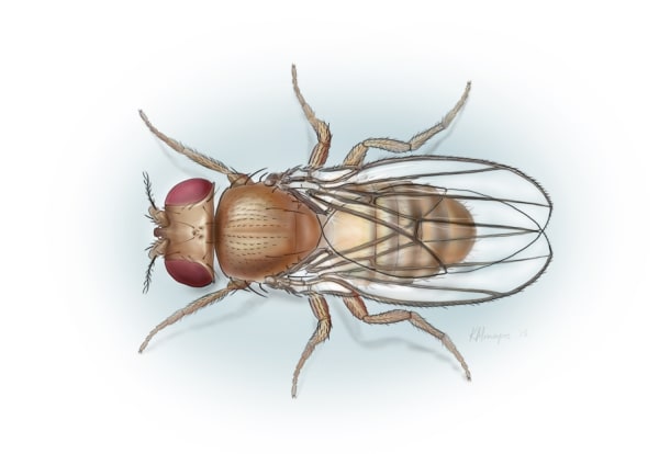 Drosophila from the collection of Guild of Natural Science Illustrators ...