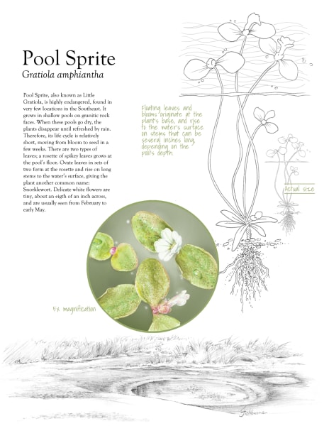 Pool Sprite - Gratiola Amphiantha from the exhibition 2022 Juried ...