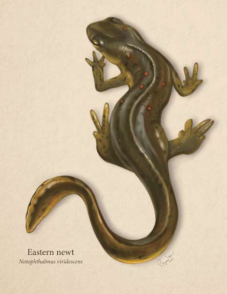 Eastern Newt from the collection of Guild of Natural Science ...
