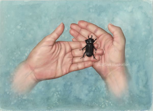 Hands Holding Beetle from the collection of Guild of Natural Science ...
