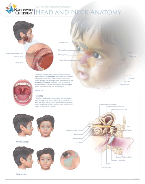 Anatomy of the Head and Neck from the collection of Guild of Natural ...