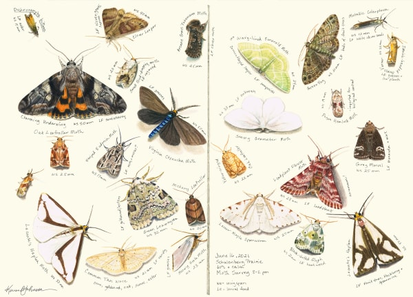 June Moth Survey from the exhibition 2022 Juried Members' Exhibition ...