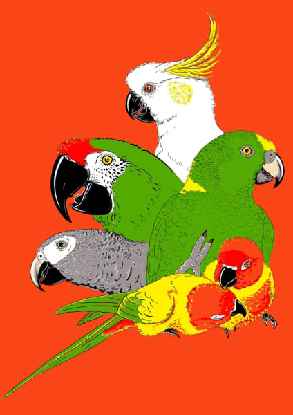 Oasis Bird Sanctuary from the collection of Guild of Natural Science ...