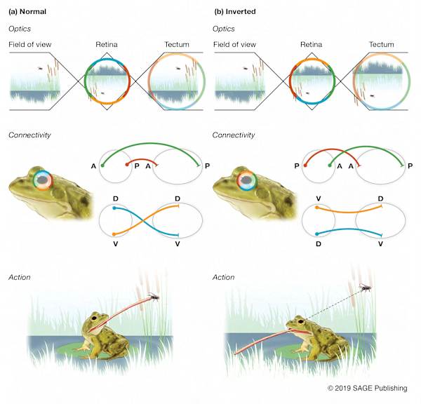 Eye Rotation on Visual-Motor Function in Frogs from the collection of ...