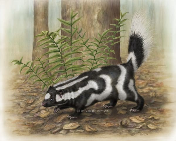 Spotted Skunk from the collection of Guild of Natural Science ...