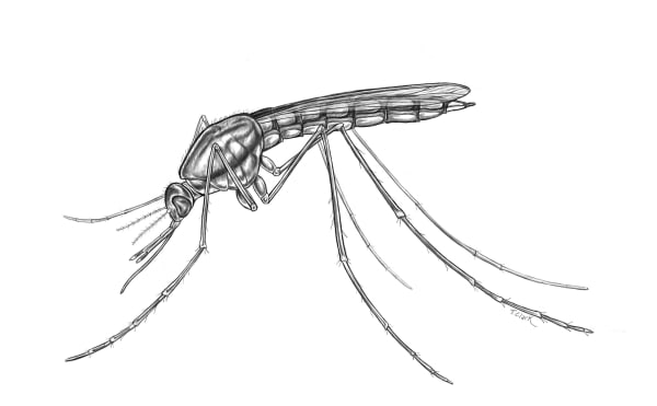 Anopheles gambiae: Malaria vector mosquito, female from the exhibition ...