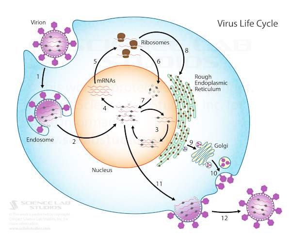 Virus Life Cycle from the collection of Guild of Natural Science ...