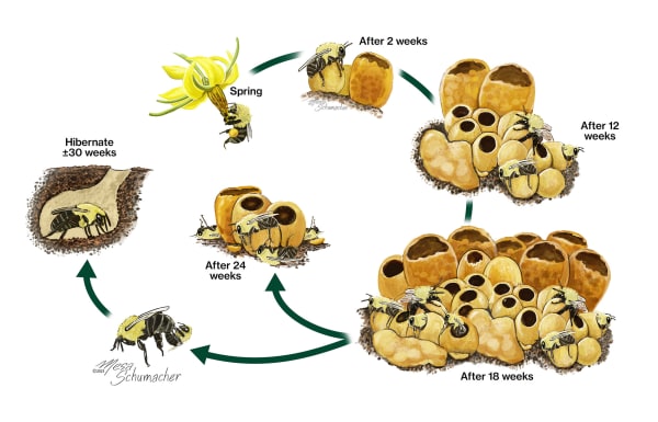 Bumblebee life cycle from the collection of Guild of Natural Science ...