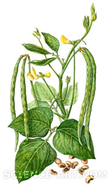 Southern Cow Pea - Vigna unguiculata from the collection of Guild of ...