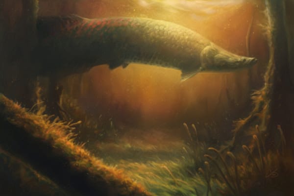Arapaima (Arapaima Gigas) from the collection of Guild of Natural ...